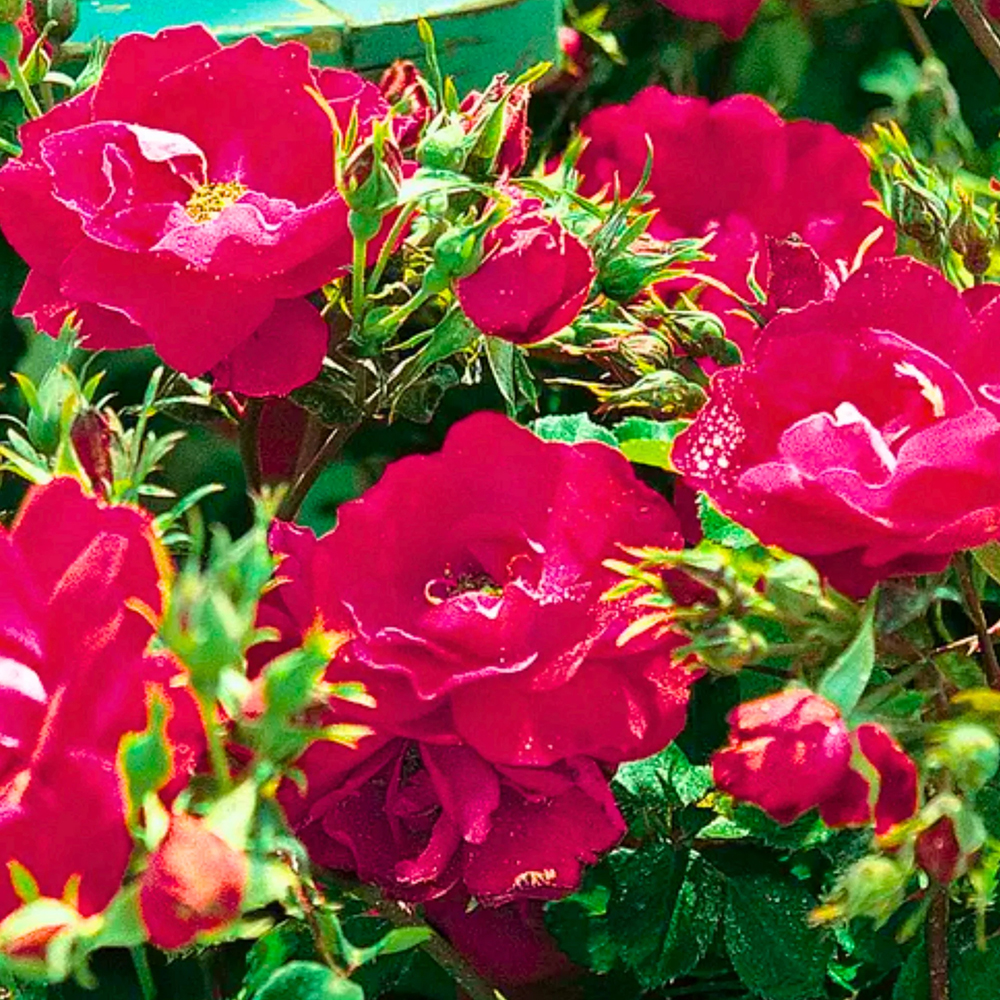 Kashmir Rose – Terra Organics