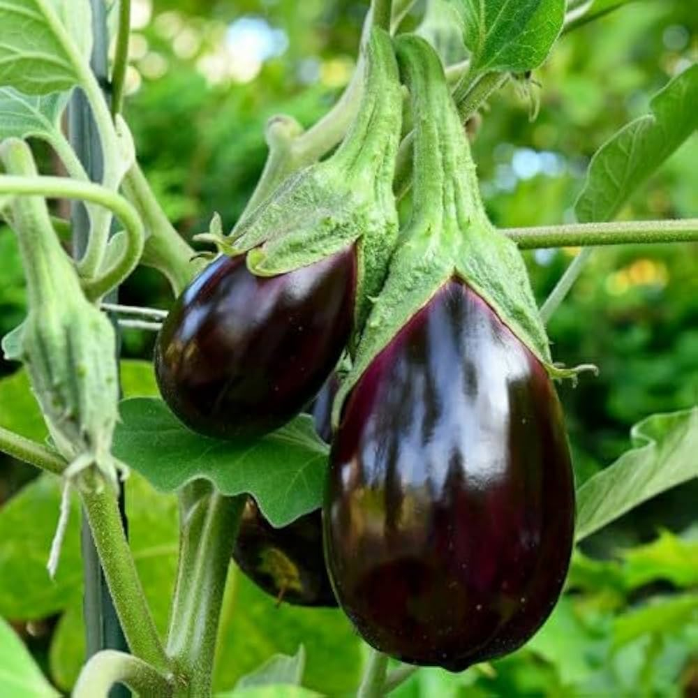 Black Brinjal ( Nalla Vankay ) – Terra Organics