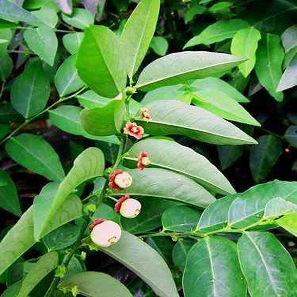 Multivitamin plant – Terra Organics