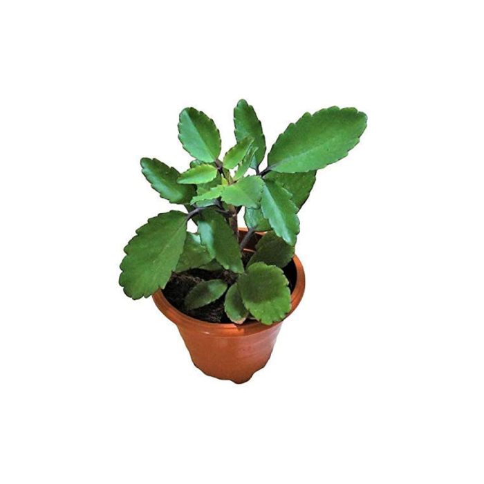 Pacha karpooram – Terra Organics