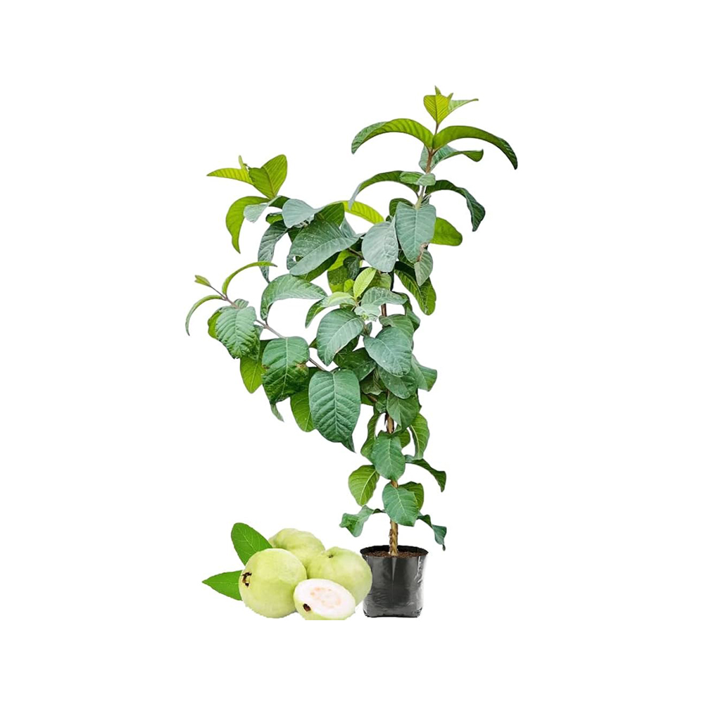 Fruit Plants – Terra Organics